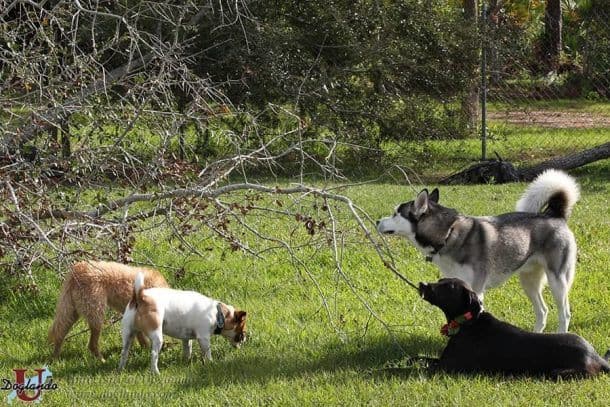 How Enrichment Makes For A Better Doggy Daycare The Dogington Post how-enrichment-makes-for-a-better-doggy-daycare-the-dogington-post