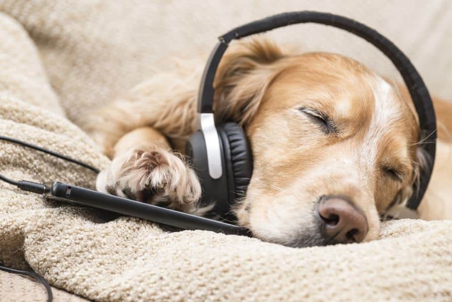 Why Music May Be The Secret To Calming Down Your Dog The Dogington Post