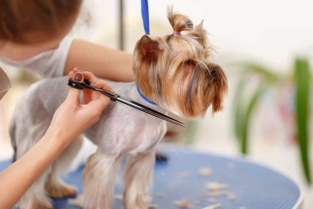 New Jersey Could Become First State To License All Pet Groomers The New Jersey Could Become First State To License All Pet Groomers The
