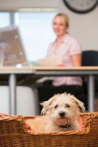 Show This to Your Boss! Benefits of Dogs in the Workplace – The ...