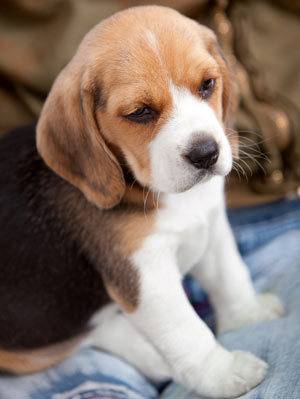 Rescued Beagle Pup Gets New Hips & Wheelchair – The Dogington Post