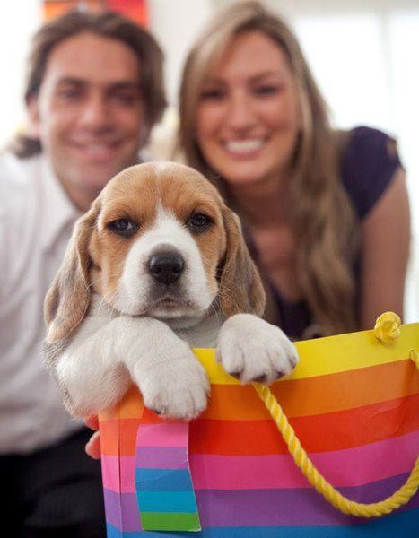 The Six Types of Dog Boutique Shoppers – The Dogington Post