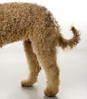 Hind-end Weakness is a Dog Disease You Should Know About – The ...