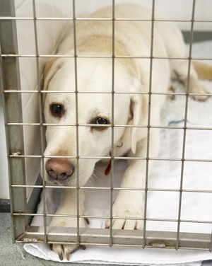 Tips For Choosing a Boarding Kennel – The Dogington Post
