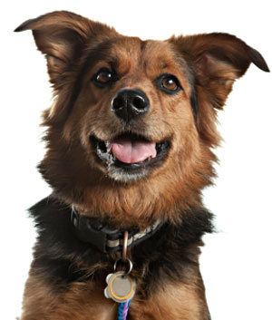 Are Mutts Healthier Than Purebreds? – The Dogington Post