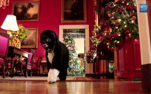 Take a Tour of the White House – With First Dog, Bo! – The Dogington Post