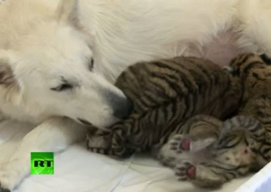 VIDEO: Shepherd Mom Adopts 3 Orphaned Tiger Cubs – The Dogington Post