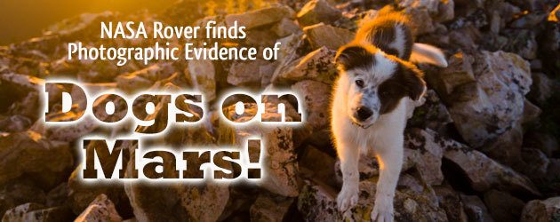 dogs-on-mars – The Dogington Post