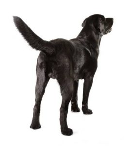 Dog Body Language – Part Two: The Tail – The Dogington Post