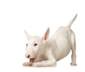 Dog Body Language – Part Two: The Tail – The Dogington Post