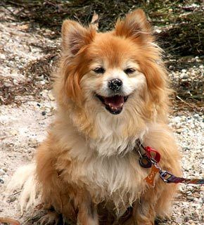 Small Is Perfect For Dog Show Beginners – The Dogington Post