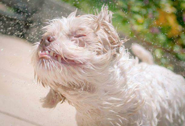 The Science Behind the Wet-Dog Shake (With Slow-Motion Video!) – The ...