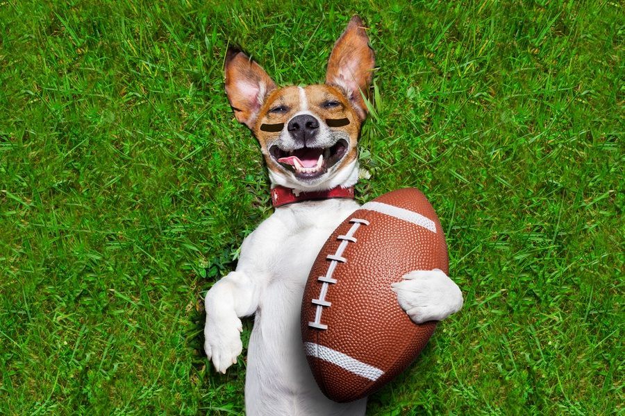 Who Are College Sports’ Biggest Stars? Their Dog Mascots, of Course ...
