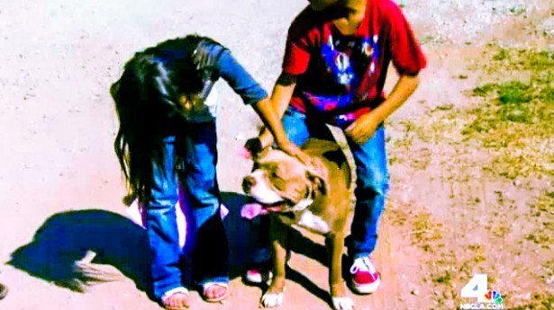 California Officer Shoots Himself Trying to Kill Pit Bull – The ...