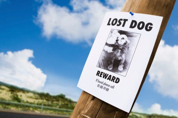 8 Tips for an Effective Lost Dog Poster – The Dogington Post