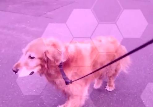 Video: Is This Really the Future of Dog Walking?! – The Dogington Post