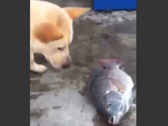 VIDEO: Amazing Dog Tries Desperately to Save Dying Fish – The Dogington ...