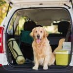 10 Best Cars for Dog Lovers (Plus, a Chance to Snag These Limited ...