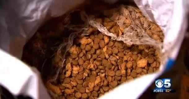 Family’s Bug Infestation Was Caused by Dog Food – The Dogington Post