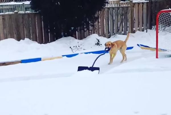 VIDEO: Elsa, The Snow-Shoveling Dog! – The Dogington Post