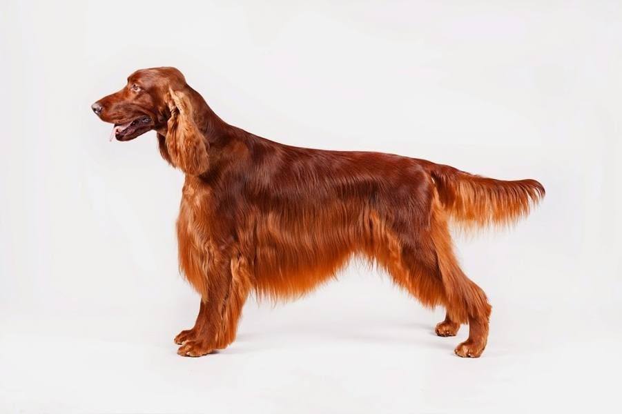 Kiss Me, I’m Irish! Meet 8 Lucky Irish Dog Breeds – The Dogington Post