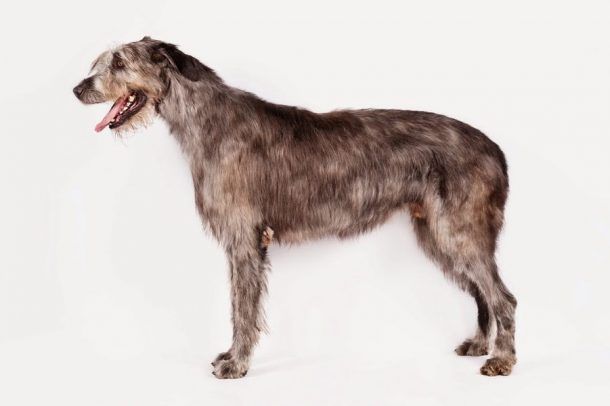 Kiss Me, I’m Irish! Meet 8 Lucky Irish Dog Breeds – The Dogington Post