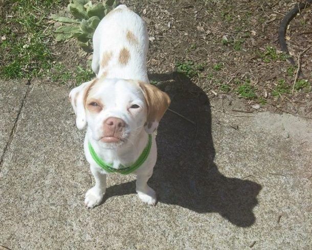 The Mischievous Motrin Muncher & The Dangers of NSAIDS and Dogs – The ...