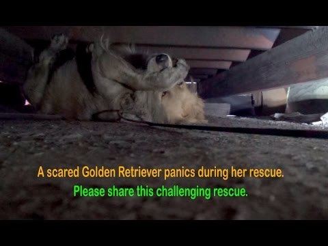 VIDEO: Scared Golden Retriever Panics During Her Rescue, But the Moment ...