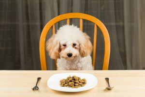 Problems With Your Pet Food? You Must Report it! Here’s How: – The ...