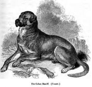25 Now-Extinct Dog Breeds You’ve Never Heard Of – Page 23 – The ...