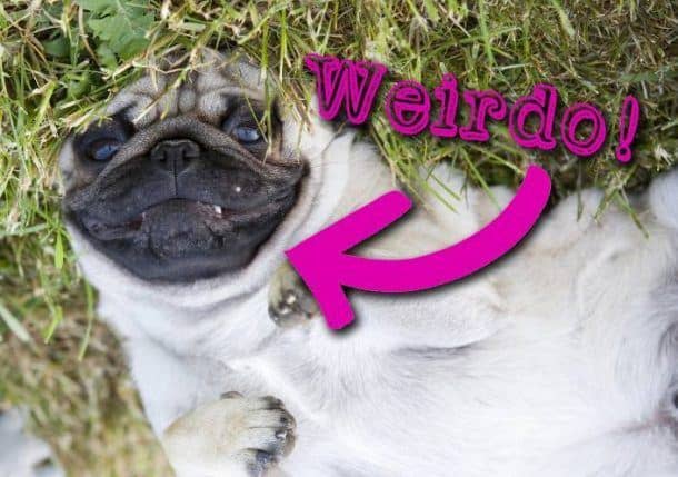 Weird & Wacky Dog Behaviors – Explained! – The Dogington Post