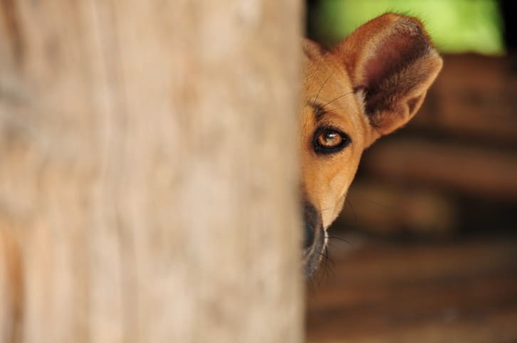5 Lifesaving Tips for Parents of Shy or Fearful Dogs – The Dogington Post