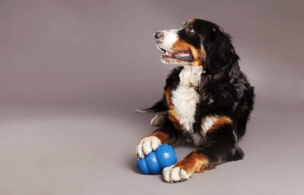 Left-Pawed Dogs Shown to be More Apprehensive of Strangers – The ...