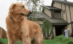 5 Scary Movies for Animal Lovers (Hint: The Dog Lives!) - The Dogington ...