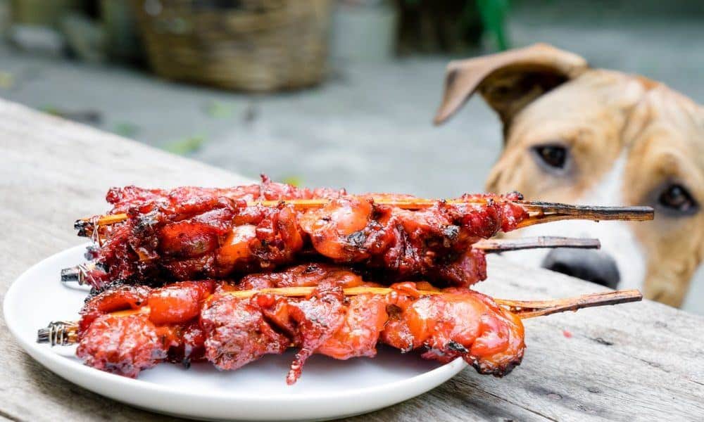 Tips to Keep Your Dog Safe (While Still Having Fun!) at Your Backyard ...