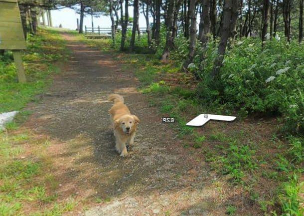 Hilarious Dog Follows Google Street View Photographer, Photobombing ...