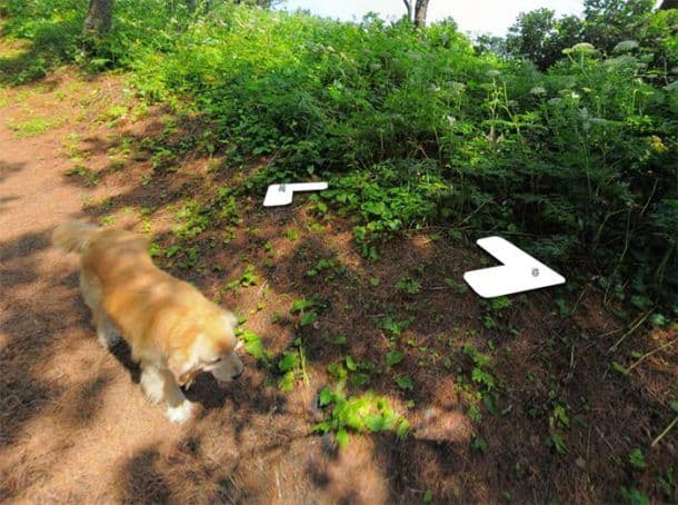 Hilarious Dog Follows Google Street View Photographer, Photobombing ...