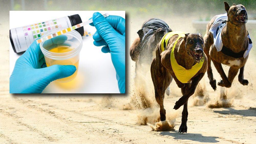 12 Greyhounds Test Positive for Cocaine at Jacksonville Dog Track – The ...