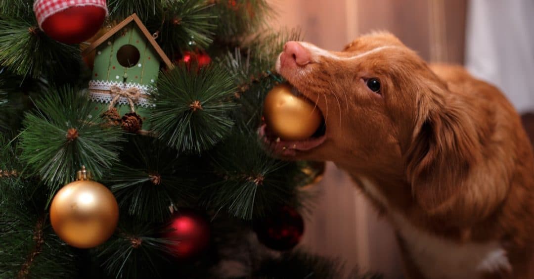 How to Dog-Proof the Christmas Tree – The Dogington Post