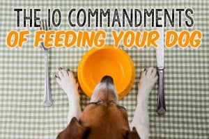 The 10 Commandments of Feeding Your Dog – The Dogington Post