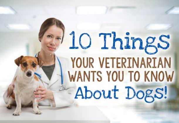 10 Things Your Veterinarian Wants You to Know About Dogs – The ...