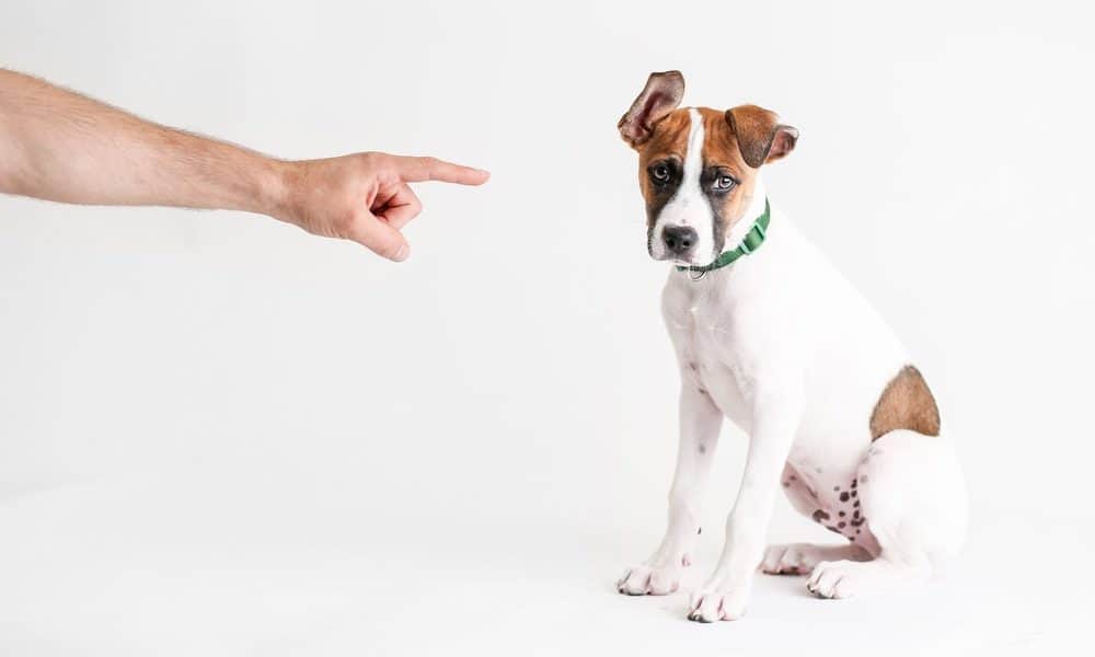 Frustrated With Your Dog? Are YOU Doing the Work? – The Dogington Post