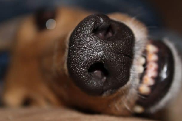 A Closer Look at Your Dog’s Most Useful Feature – His Nose! – The ...