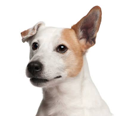 Understanding Your Dog’s (Amazing!) Five Senses – The Dogington Post