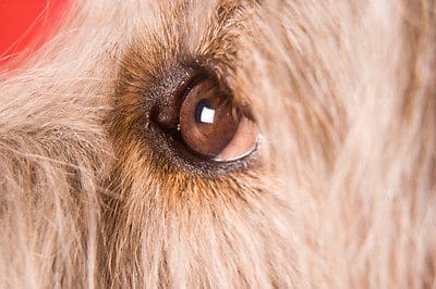 Understanding Your Dog’s (Amazing!) Five Senses – The Dogington Post