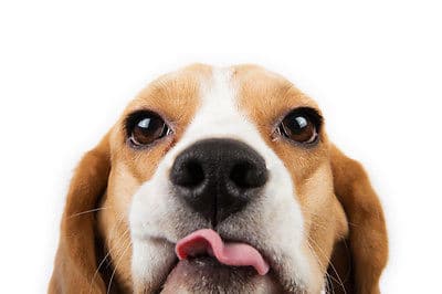 Understanding Your Dog’s (Amazing!) Five Senses – The Dogington Post