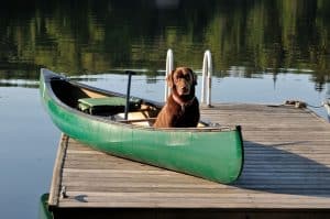 Doggy Paddling: Tips for Taking Your Dog on a Canoe, Kayak, or SUP