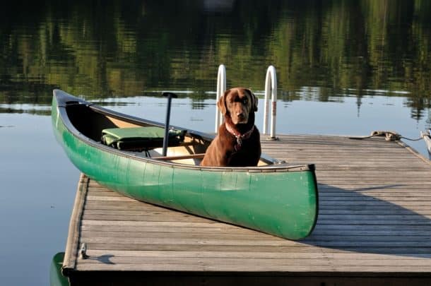 Doggy Paddling: Tips for Taking Your Dog on a Canoe, Kayak, or SUP ...