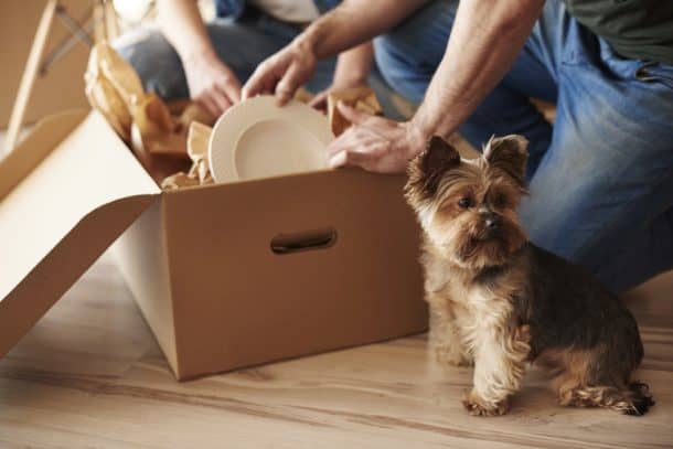 Helping Your Pet Adjust to a New Home – The Dogington Post