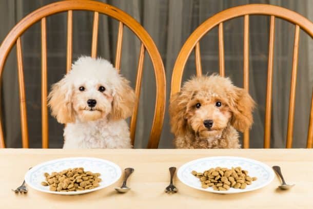 How To Read a Dog Food Label – The Dogington Post